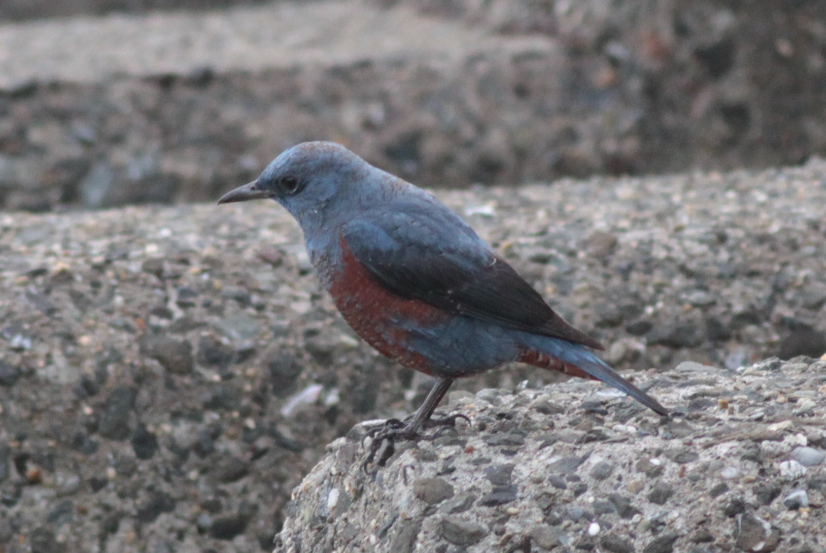 イソヒヨドリ：スズメ目／ヒタキ科／ツグミ亜科 – 鳥写2